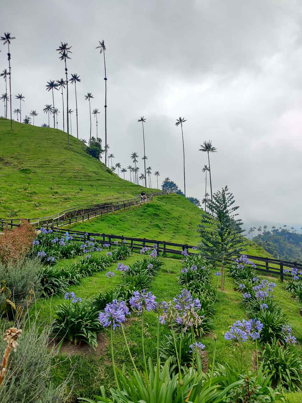 Valle de Cocora – Tipps und Infos für’s Wandern